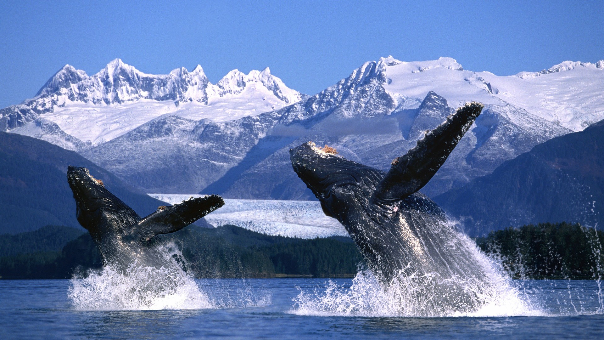 Explorez l'Alaska en croisière de luxe